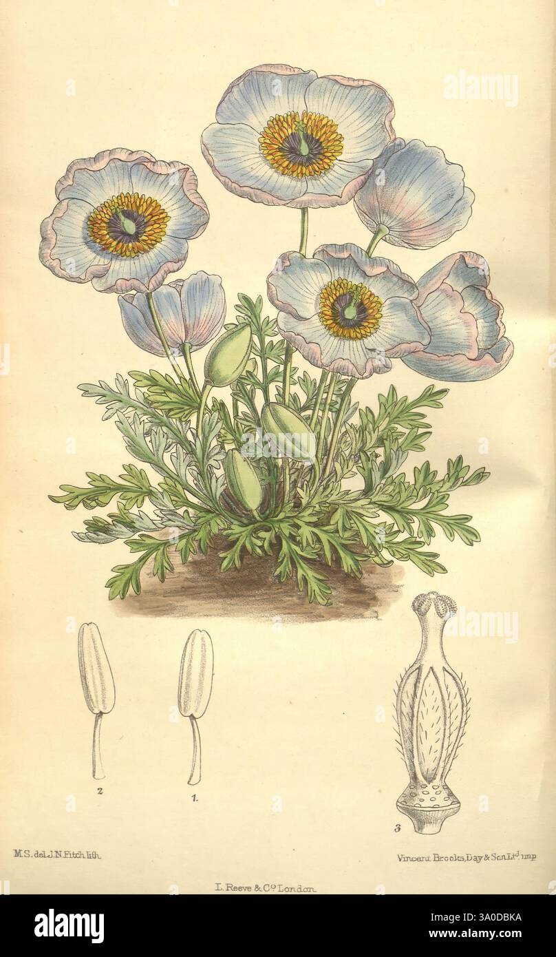 Curtis's Botanical Magazine London New York botany periodicals ...