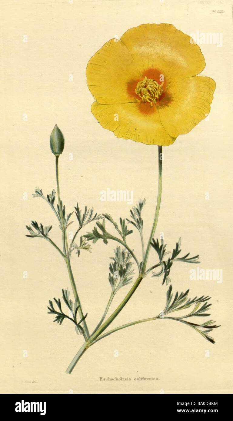 The, Botanical, Cabinet, London, John, And, Arthur, Arch, 1817-1833, A ...