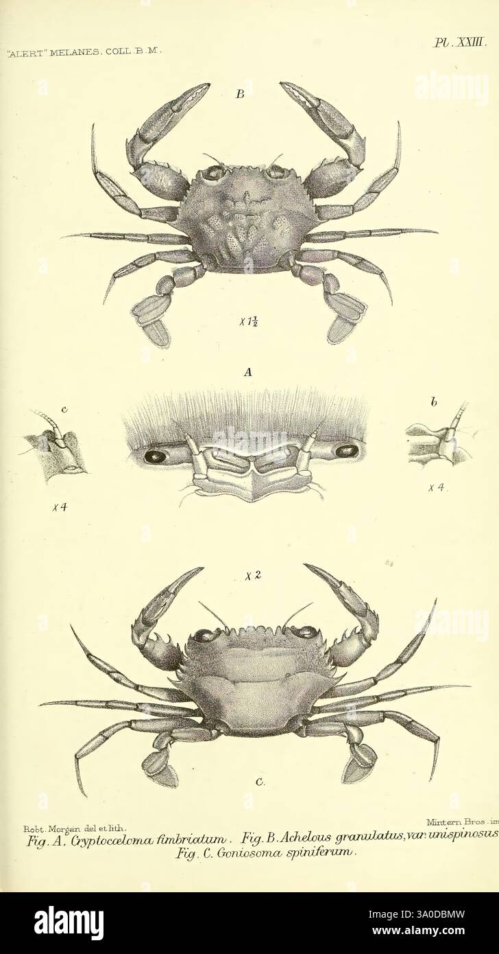 Detailed anatomical study of various types of crabs hi-res stock ...