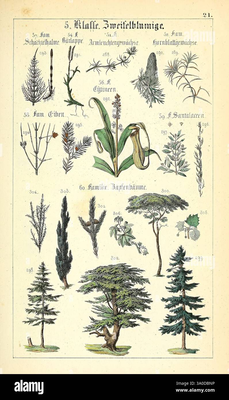 Renderings of various pine hi-res stock photography and images - Alamy