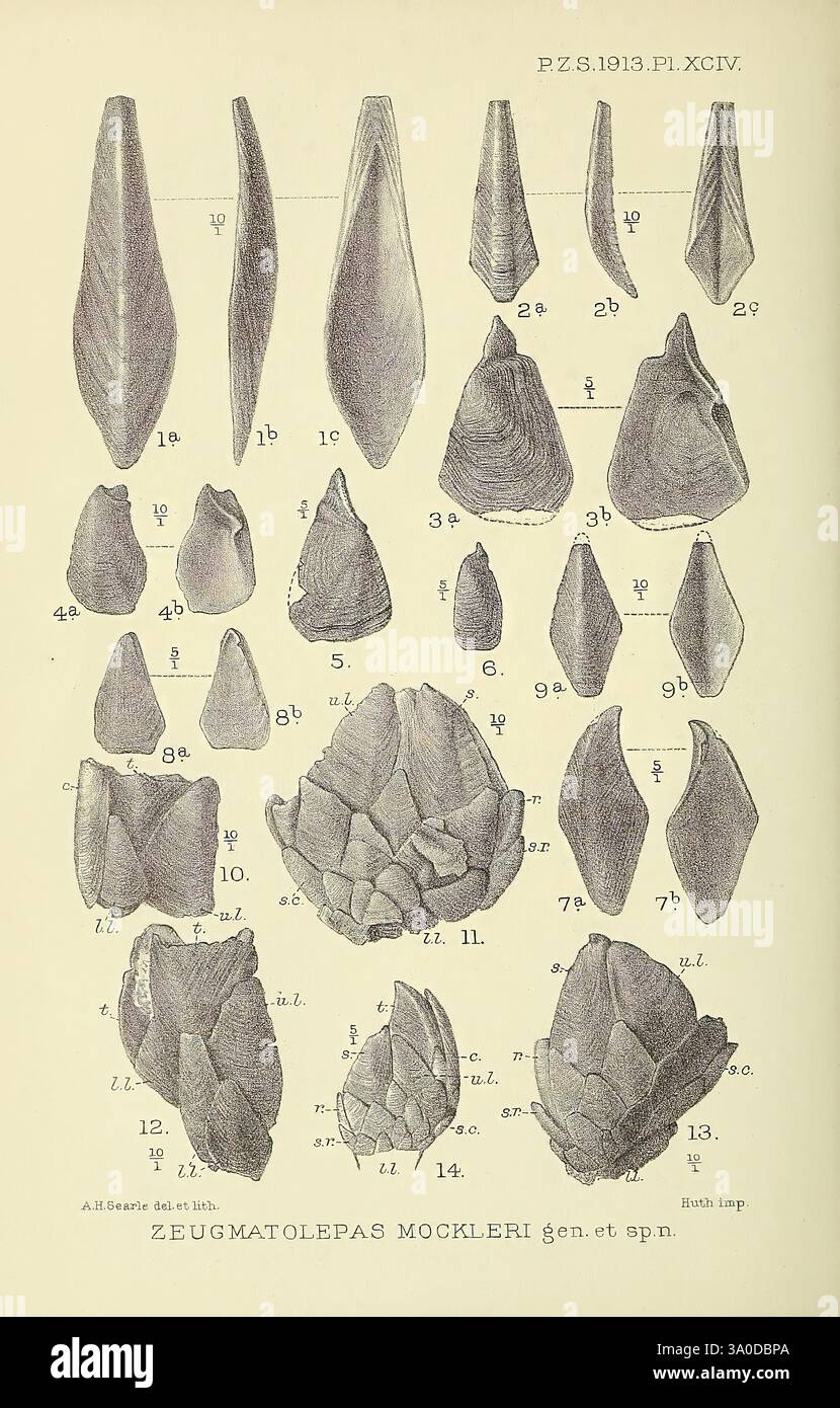 Series of detailed line drawings representing hi-res stock photography ...