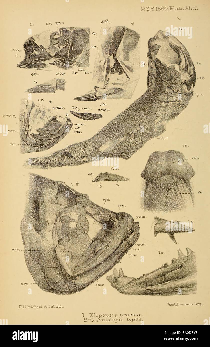 Diversity of morphology within reptiles hi-res stock photography and ...
