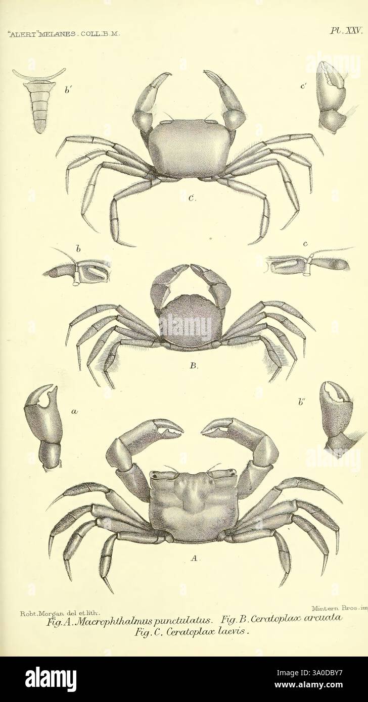 Four distinct anatomical structures of various crab species hi-res ...