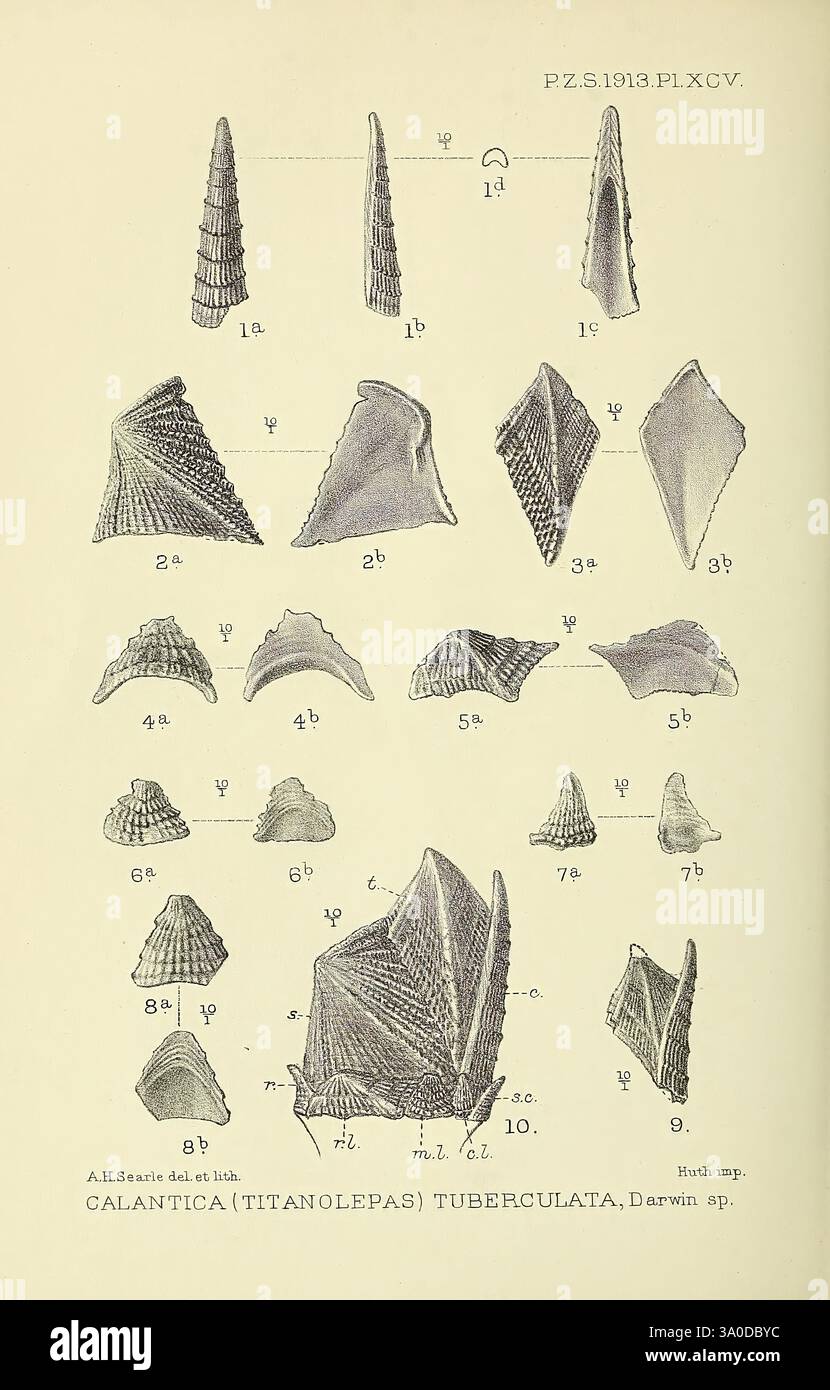 Titanolepas hi-res stock photography and images - Alamy