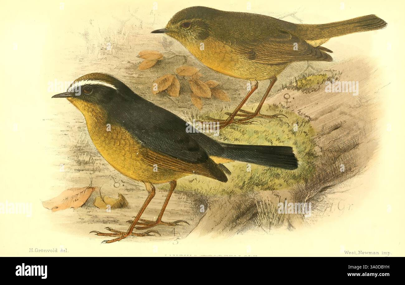 Nuanced plumage hi-res stock photography and images - Alamy