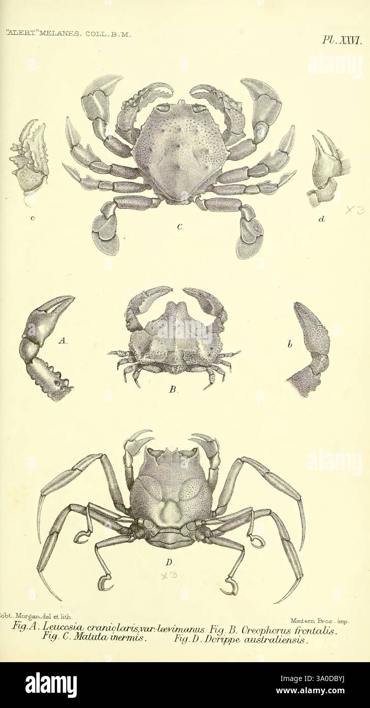 Report on the zoological collections made in the Indo-Pacific Ocean ...