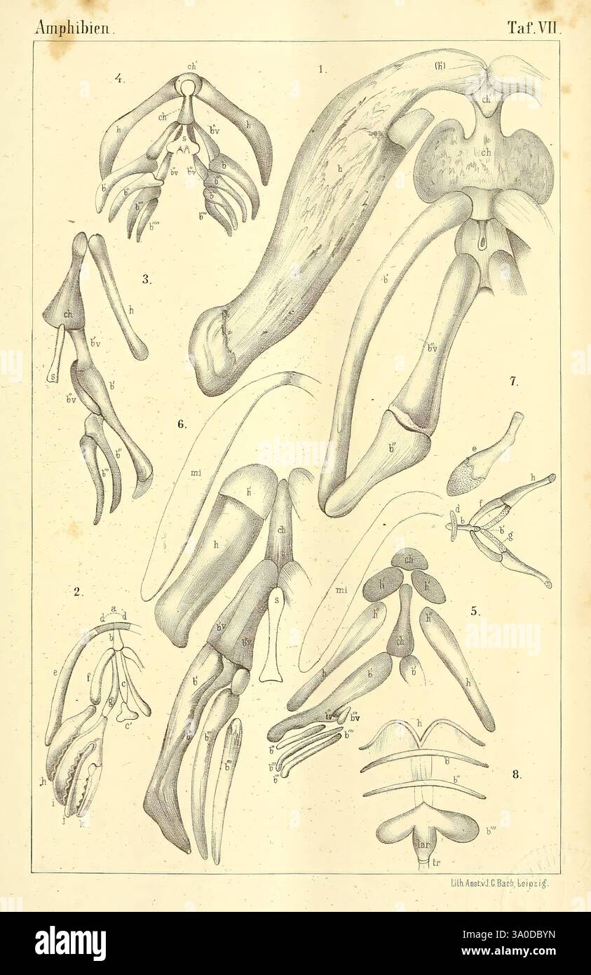 Series of detailed anatomical diagrams of amphibian structures hi-res ...