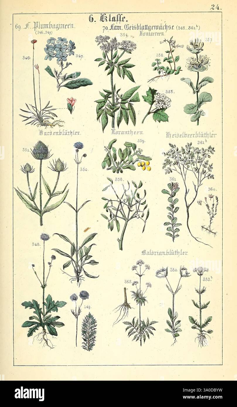 Populäre, Botanik, Stuttgart, Krais, Hoffmann, 1857, botanical ...