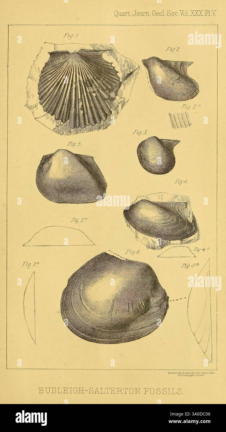 Budleigh salterton fossils hi-res stock photography and images - Alamy