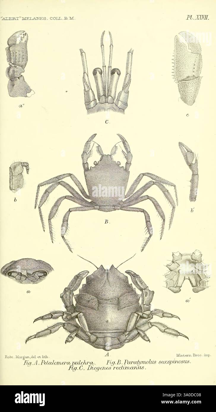 Various aspects of crustacean anatomy hi-res stock photography and ...