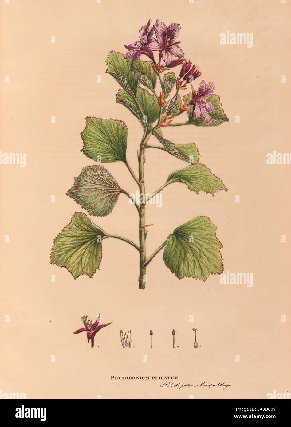 Hortus canalius, Prague, Ex typo et litho graphia Theophili Haase, 1823 ...