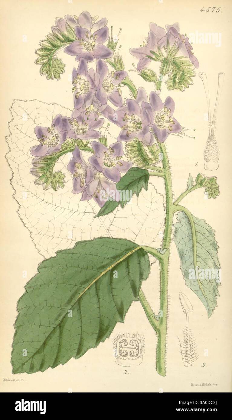 Curtis's Botanical Magazine, London, New York, botanical illustration ...
