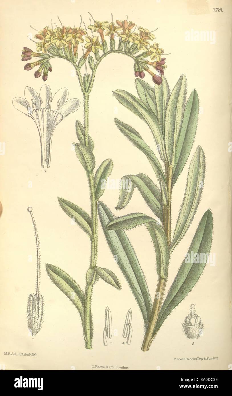 Curtis's Botanical Magazine London New York Botanical Illustration ...