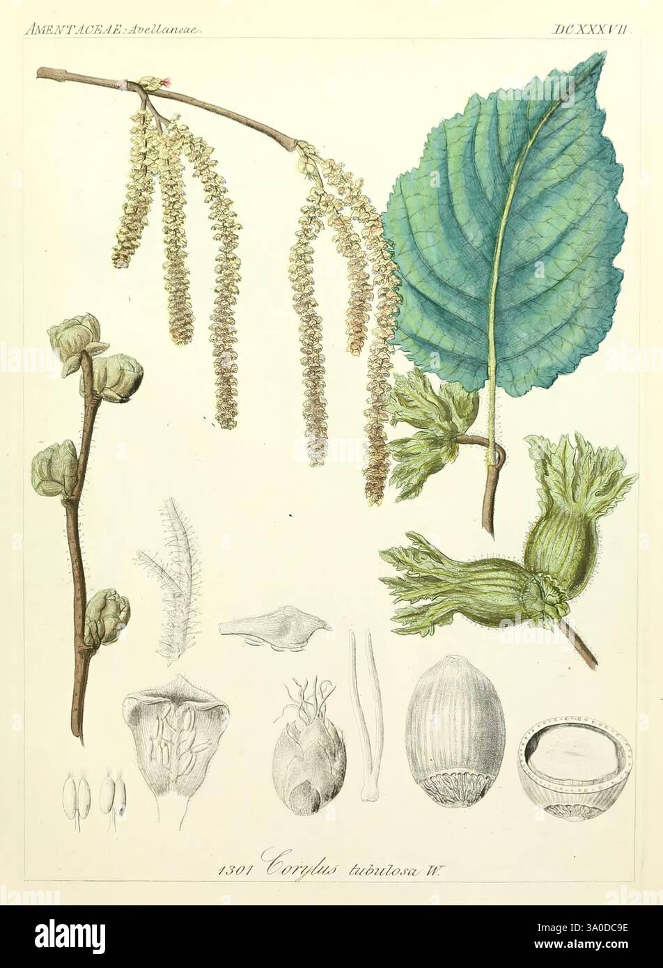 Prominent veins typical of hazel leaves hi-res stock photography and ...