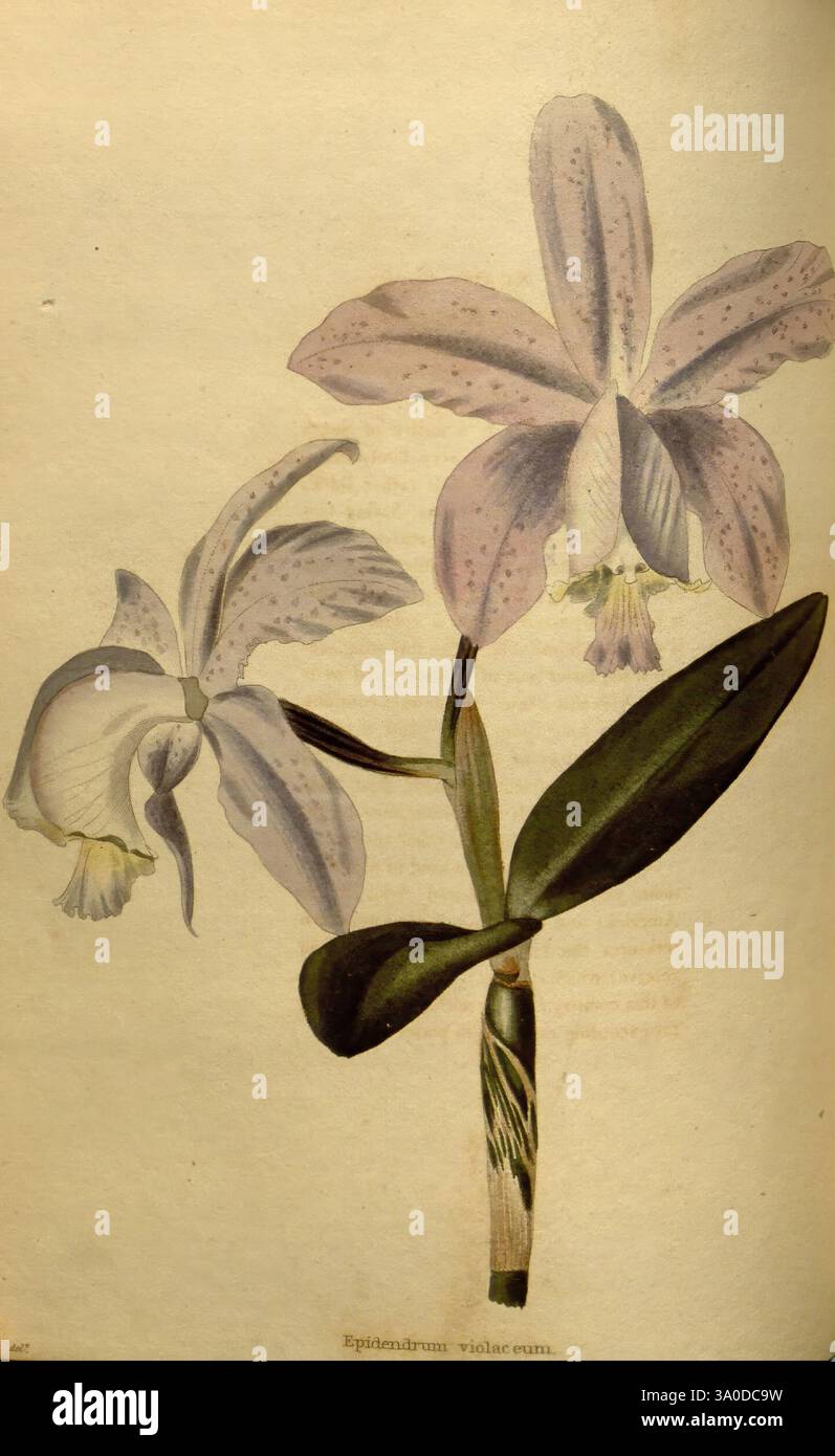 The Botanical Cabinet London, John & Arthur Arch, 1817-1833, Delicate ...