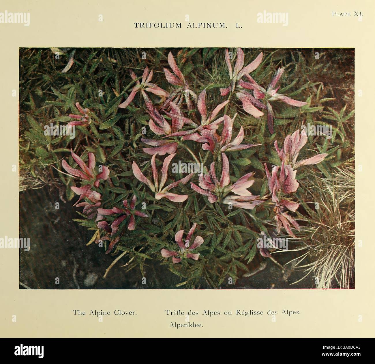 Summer, Flowers, of, the, High, Alps, London, Dent, 1910, Alps ...