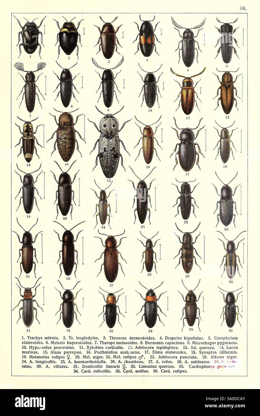Rows of diverse beetles hi-res stock photography and images - Alamy