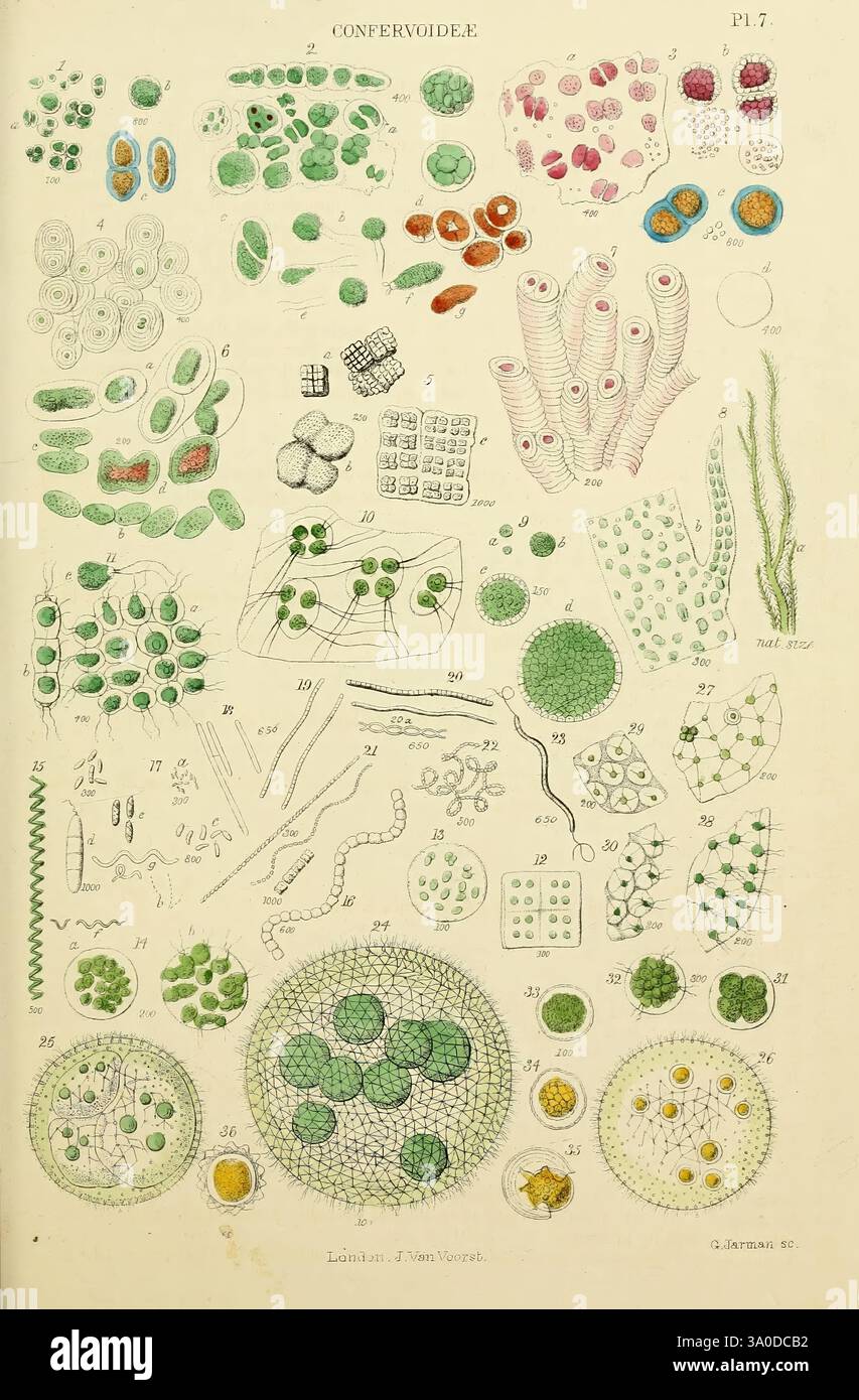 The, micrographic, dictionary, London, J, Van, Voorst, 1883 ...