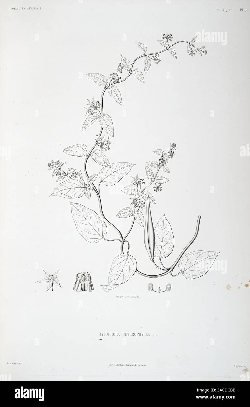 Plant species tiliacora heterophylla hi-res stock photography and ...