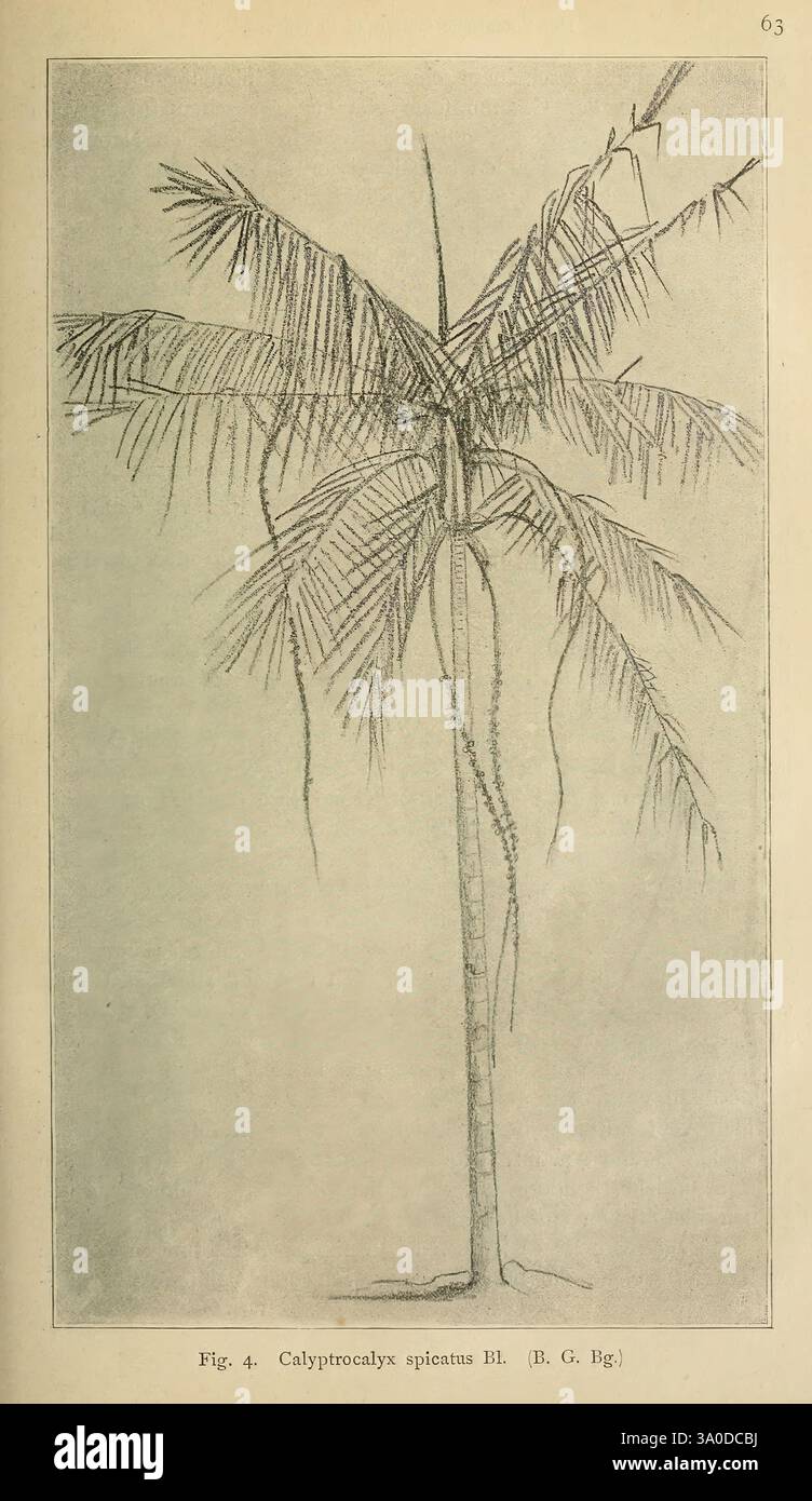 Aplostus hi-res stock photography and images - Alamy