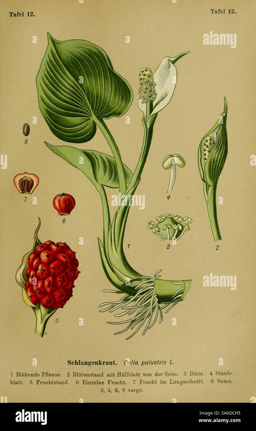 Basal arrangement hi-res stock photography and images - Alamy