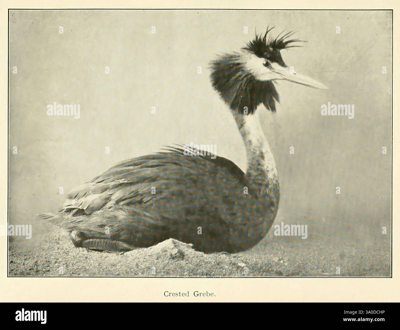 The Emu Melbourne Royal Australasian Ornithologists Union 1901 ...