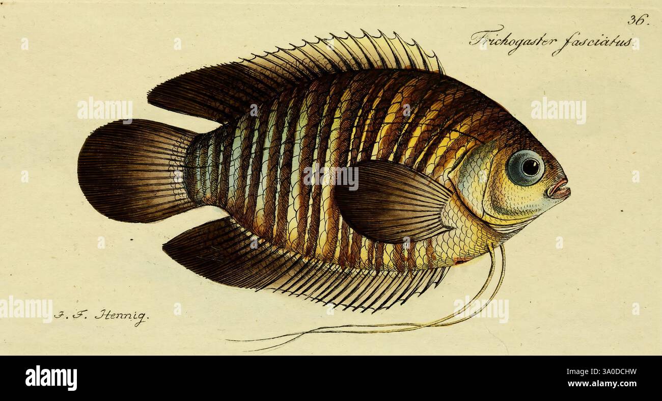 Trichogaster fasciatus hi-res stock photography and images - Alamy