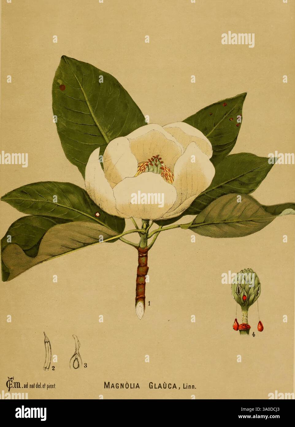 Magnolia elegans hi-res stock photography and images - Alamy
