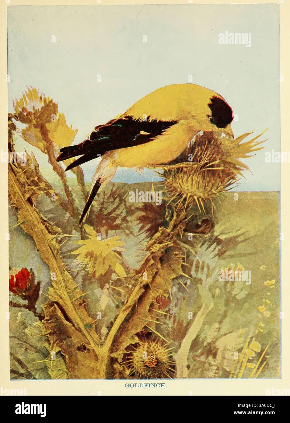 Birds of lakeside and prairie, Chicago, A.W. Mumford [1901], bird ...