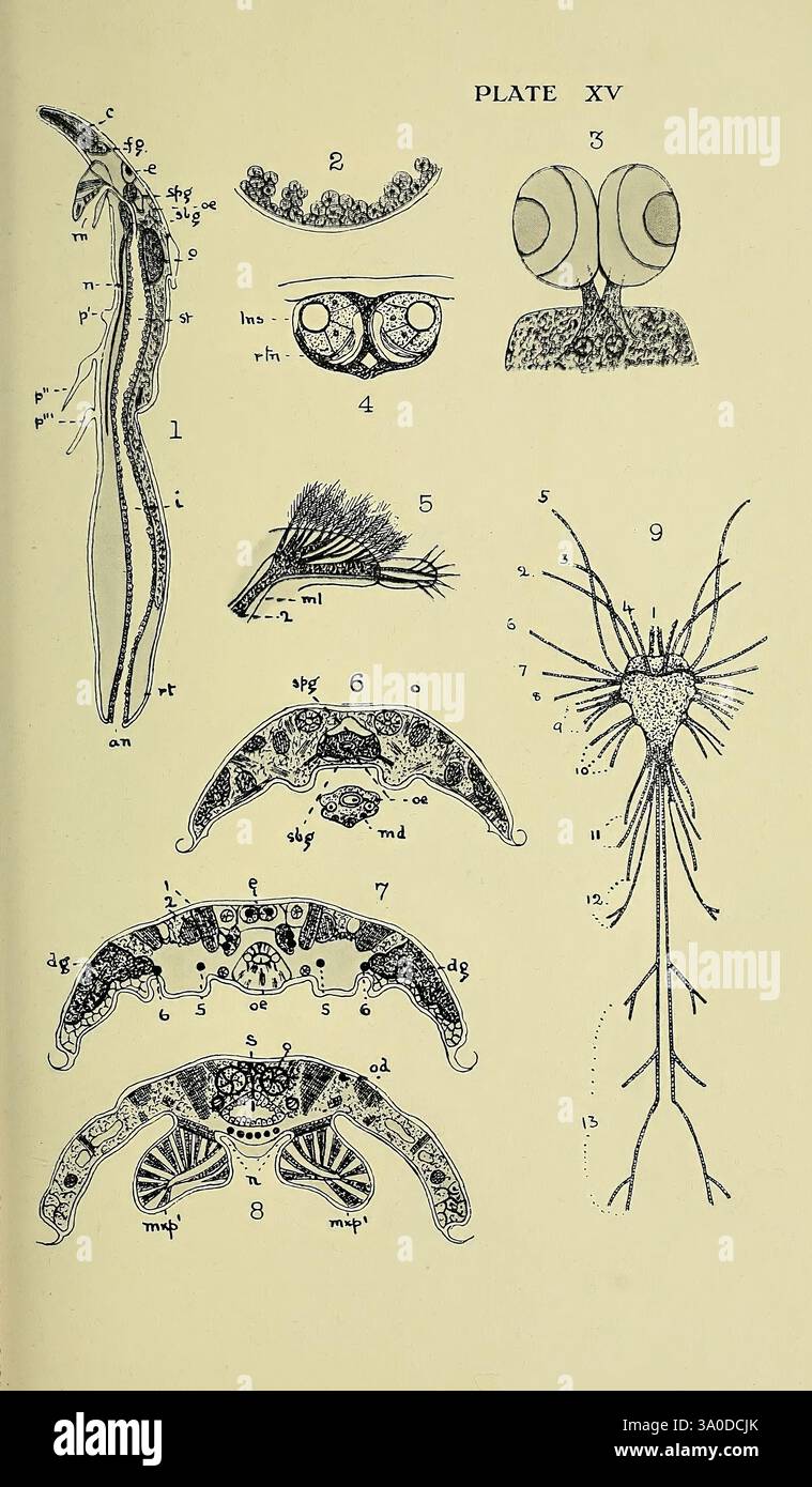 The, British, parasitic, Copepoda, London, 1913, Great, Britain ...