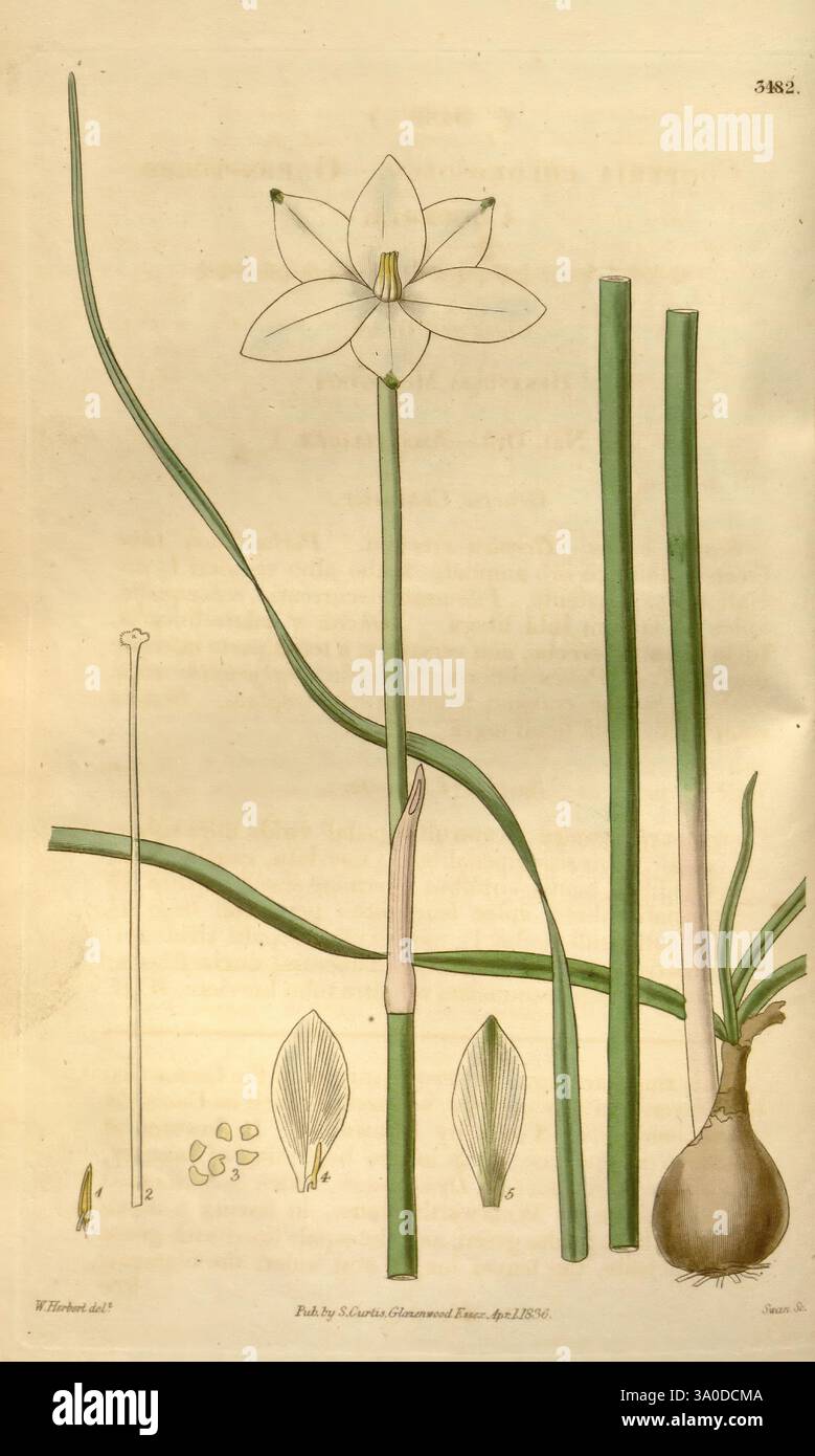 Curtis's Botanical Magazine London New York botany periodicals ...