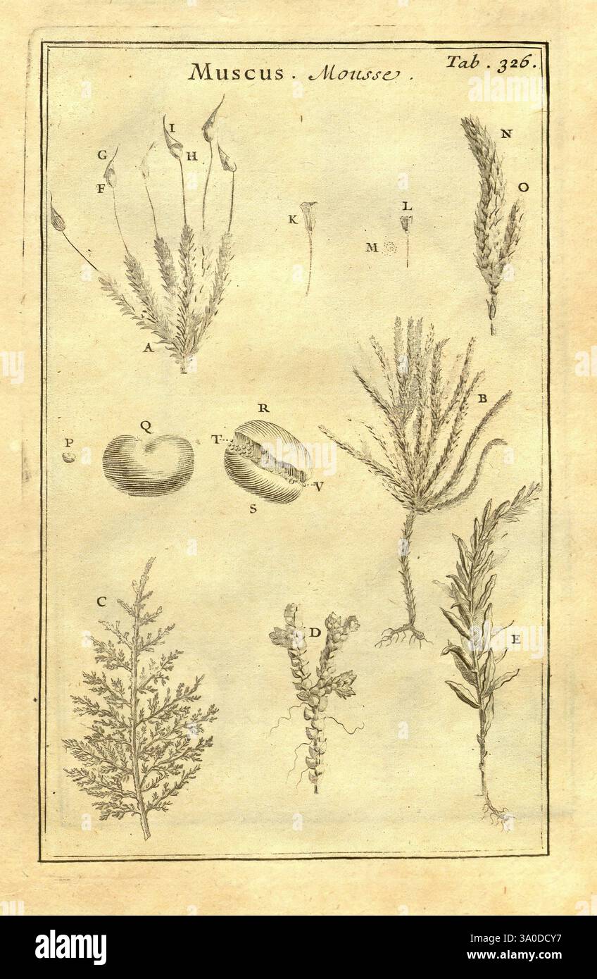 Branching forms alongside hi-res stock photography and images - Alamy