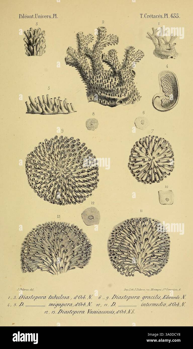 Presenting different types of coral hi-res stock photography and images ...