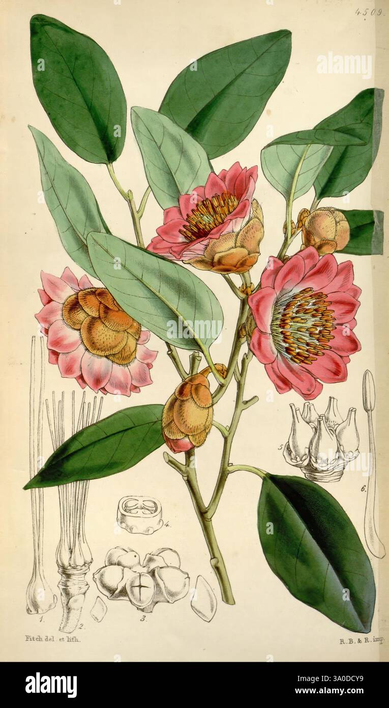 Flower buds in various stages of development hi-res stock photography ...