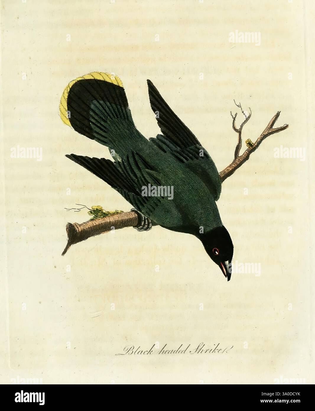 Black hands merket hi-res stock photography and images - Alamy