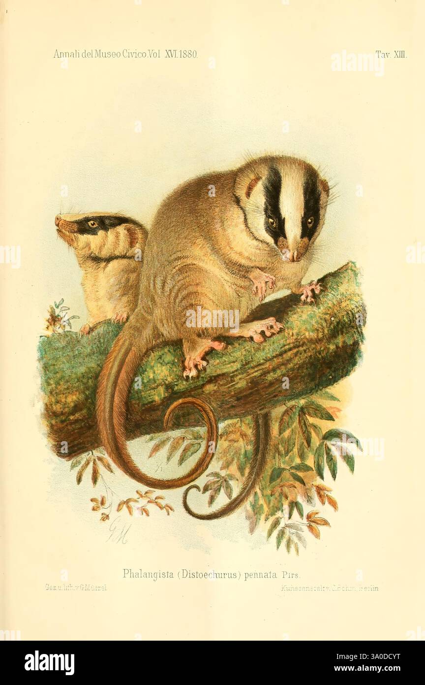 Enumerazione dei mammiferi, Genova, Tip. del R. Istituto Sordo-Muti ...