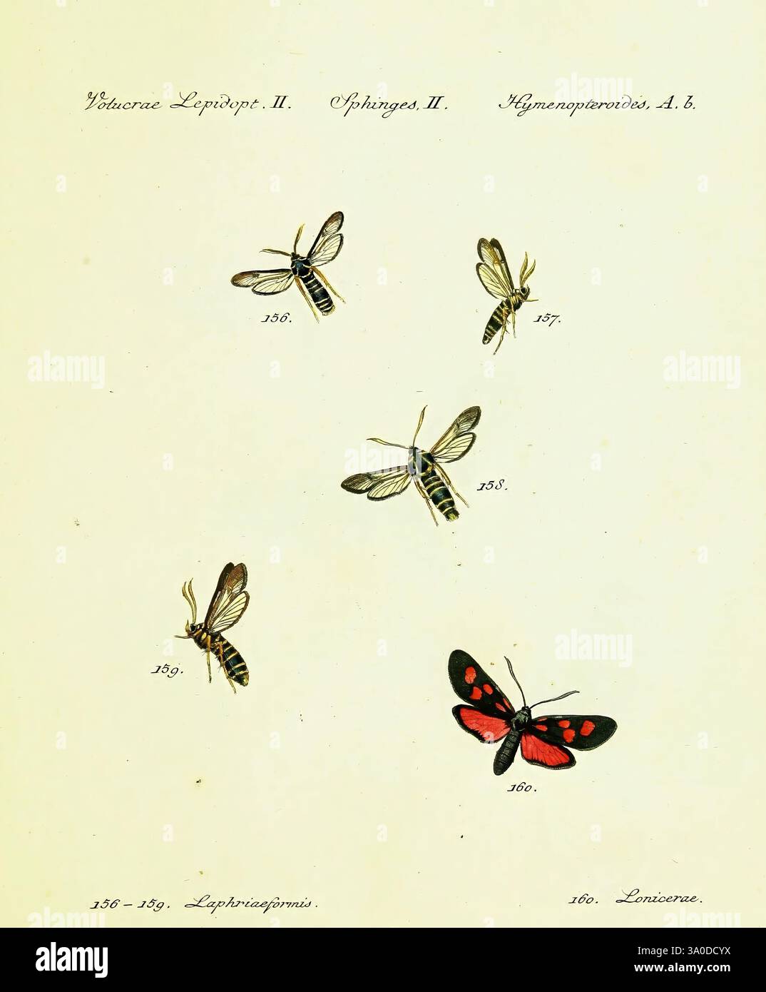 Five intricately illustrated insects hi-res stock photography and ...