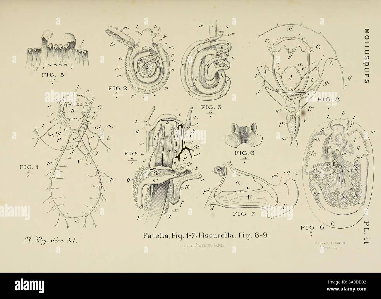 Diverse anatomical forms hi-res stock photography and images - Alamy