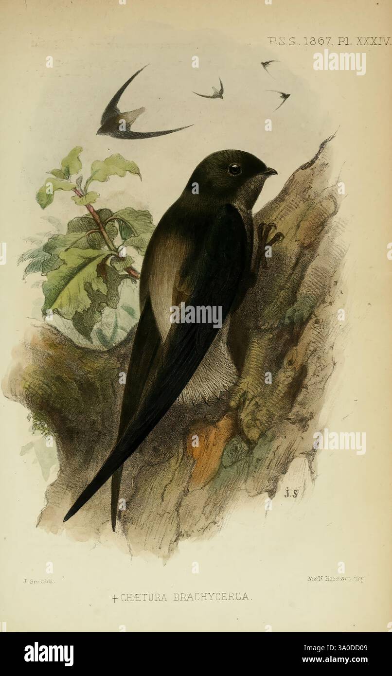 A detailed illustration showcases a bird perched on a textured, natural ...
