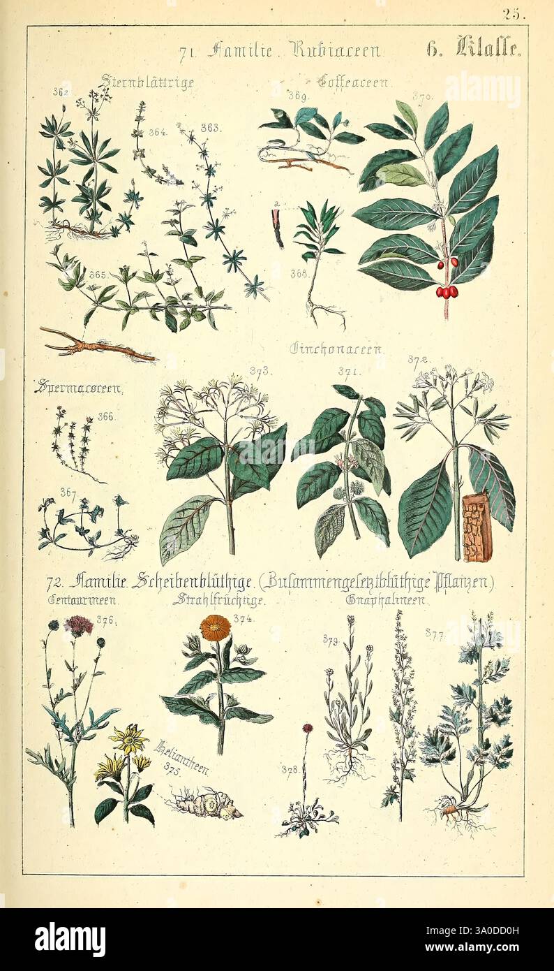 Labeled depictions of different herbs hi-res stock photography and ...