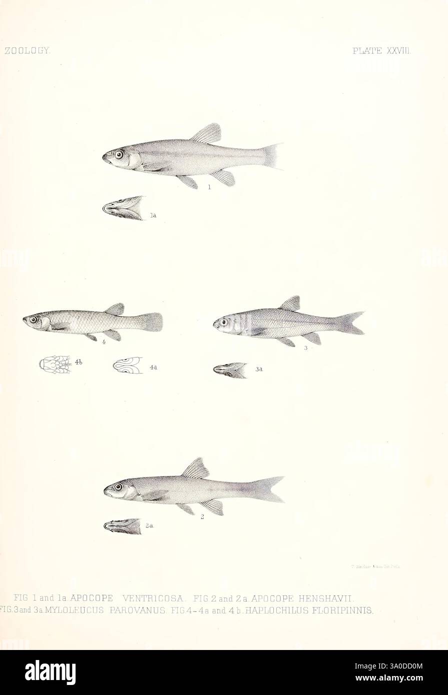 Fish apocope ventricosa apocope henshavii myloleucus parovanus h hi-res ...