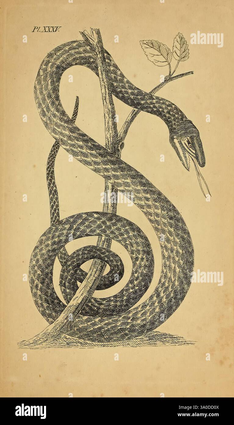 Pictorial herpetology hi-res stock photography and images - Alamy