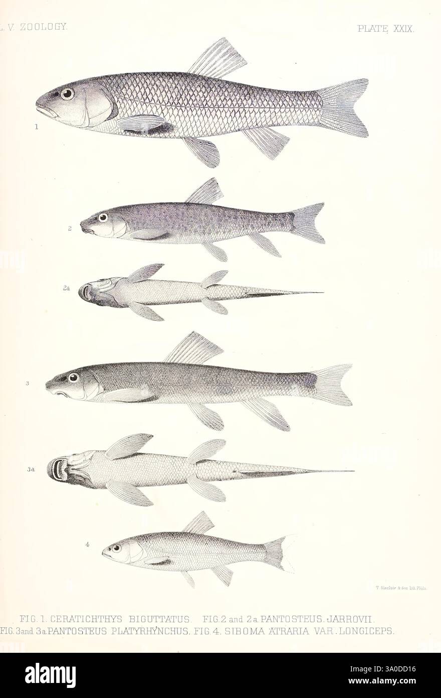 Siboma atraria hi-res stock photography and images - Alamy