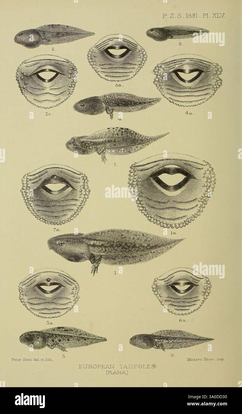 Larvae at various stages of development hi-res stock photography and ...