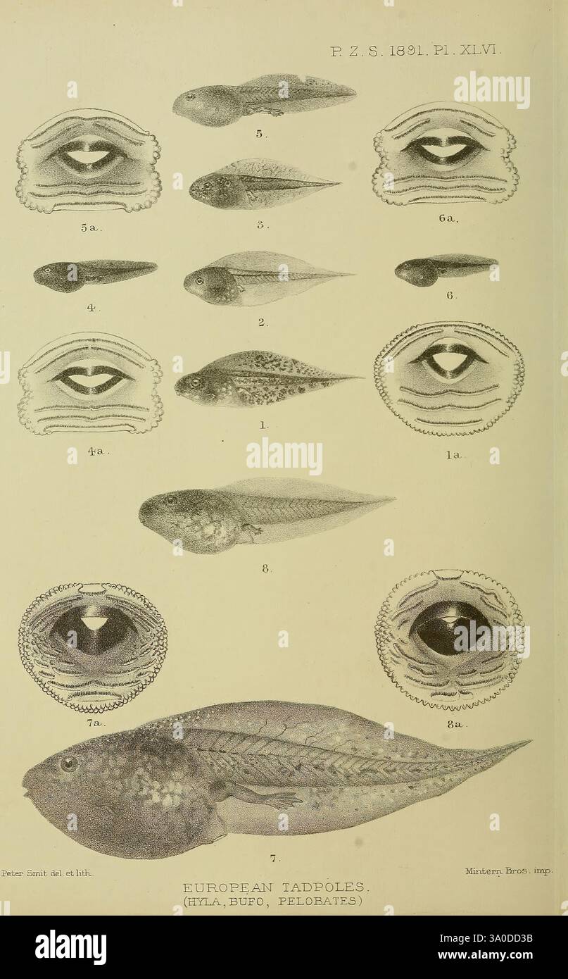 Highlighting stages of growth hi-res stock photography and images - Alamy