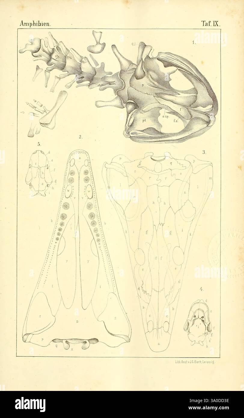 Series of detailed anatomical diagrams of amphibian structures hi-res ...