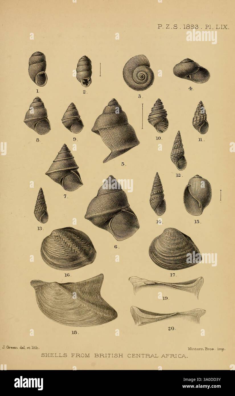 Various british seashells showcases hi-res stock photography and images ...