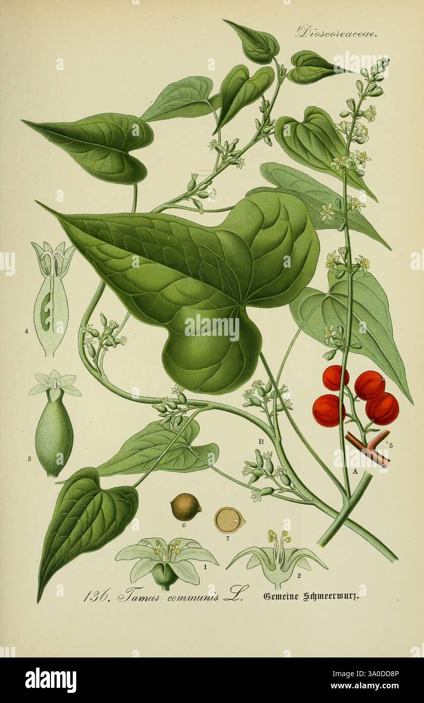 Flora von Deutschland, Österreich und der Schweiz, Gera, Zezschwitz ...
