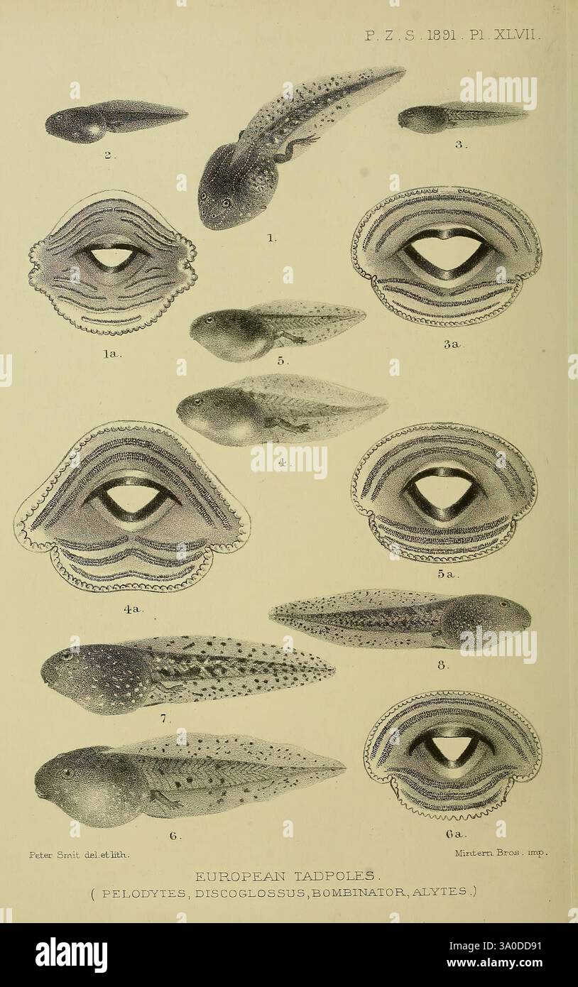 Series of detailed studies of european tadpoles hi-res stock ...