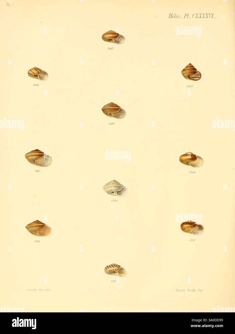 Conchologia iconica, Illustrations of the shells of molluscous animals ...